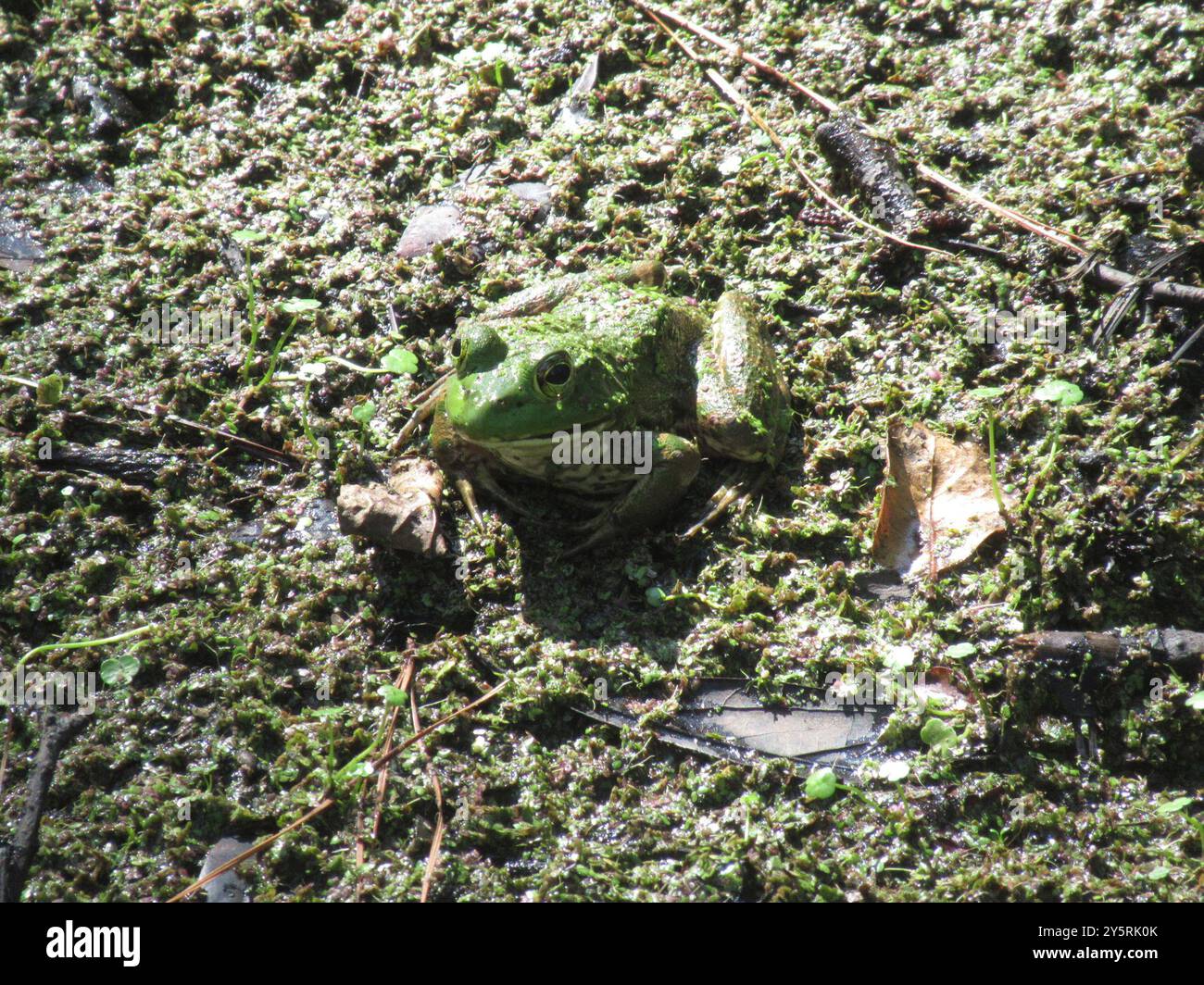 American Bullfrog (Lithobates catesbeianus) Amphibia Stock Photo - Alamy