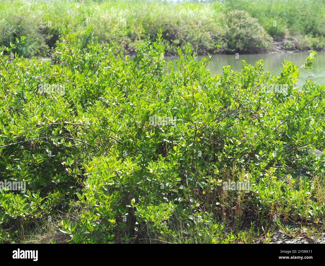 scrambling clerodendrum (Volkameria inermis) Plantae Stock Photo - Alamy