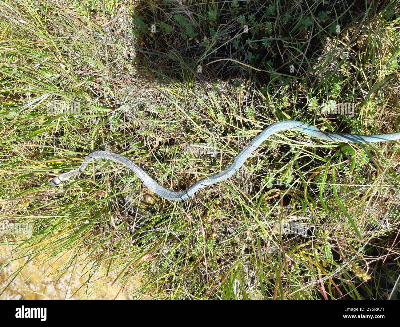 Smooth Greensnake (Opheodrys vernalis) Reptilia Stock Photo - Alamy