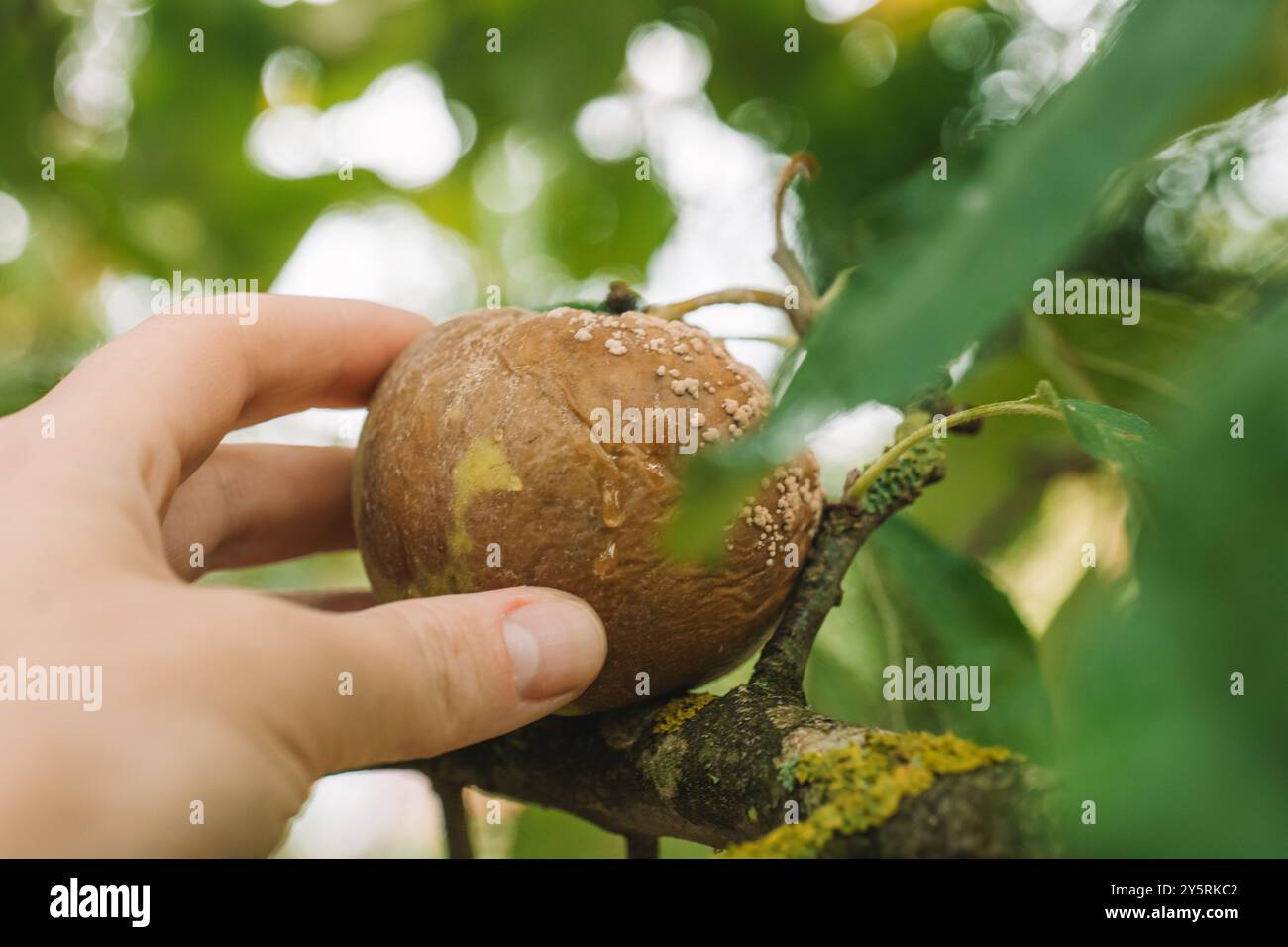 Moniliosis.Apple tree diseases. hand picking a rotten apple from a ...
