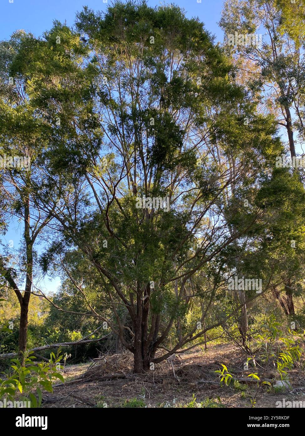 black tea-tree (Melaleuca bracteata) Plantae Stock Photo - Alamy