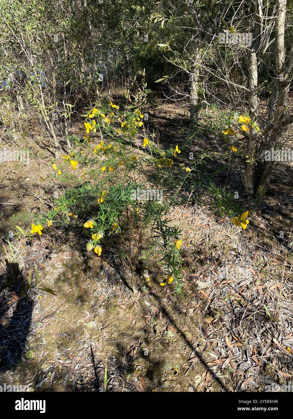 Golden Glory Pea (Gompholobium latifolium) Plantae Stock Photo - Alamy