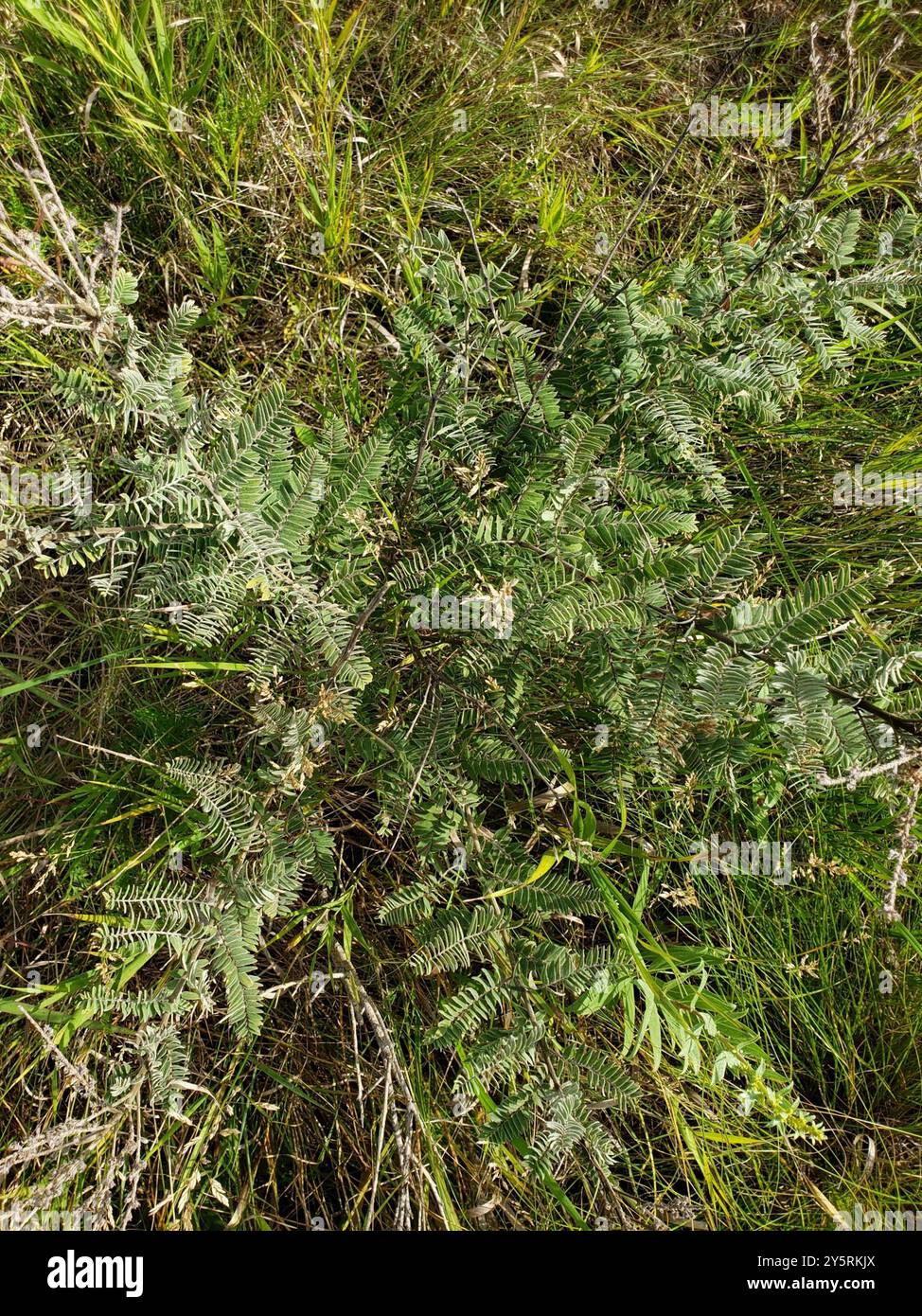 leadplant (Amorpha canescens) Plantae Stock Photo - Alamy