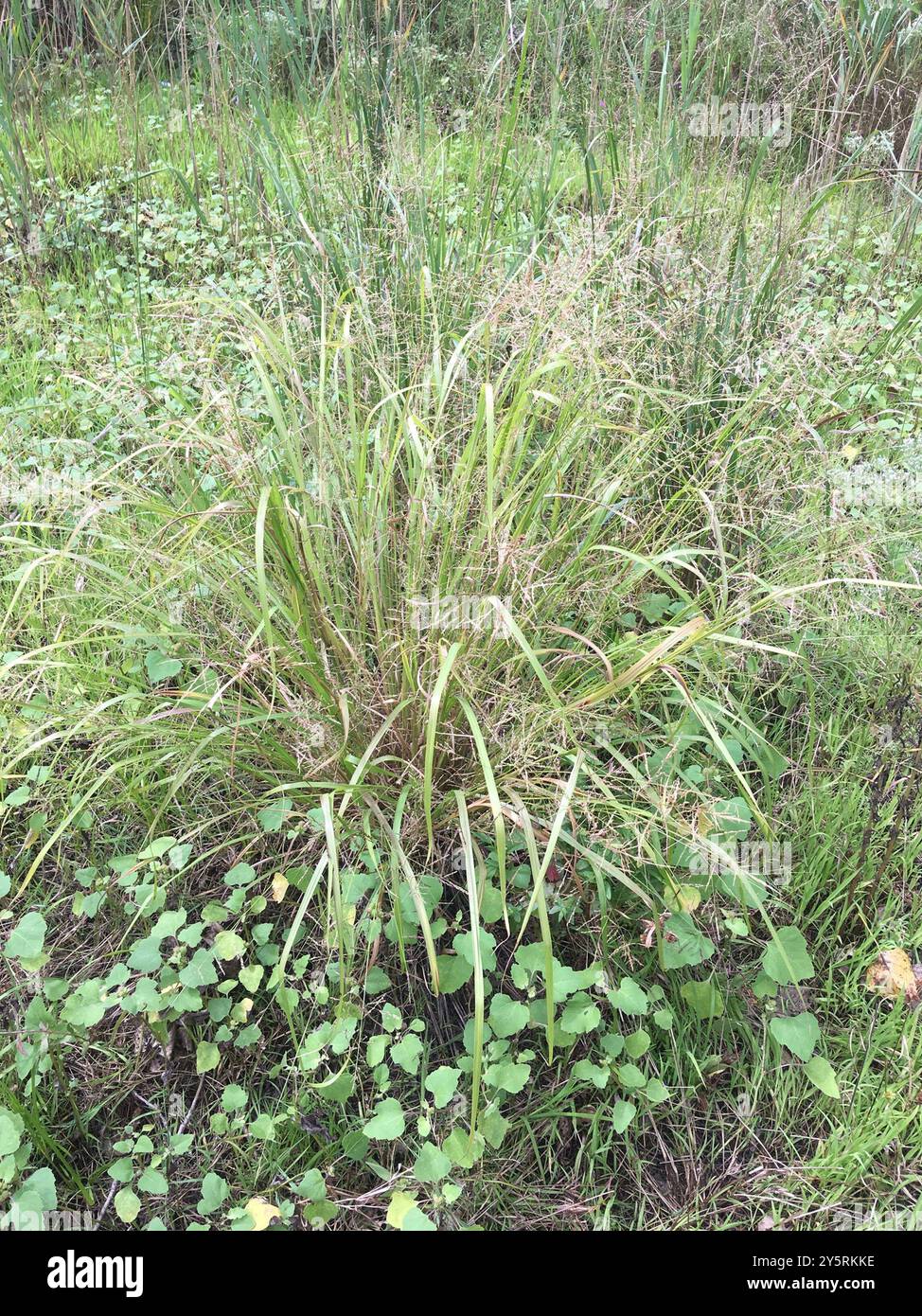 redtop panicgrass (Coleataenia rigidula) Plantae Stock Photo - Alamy