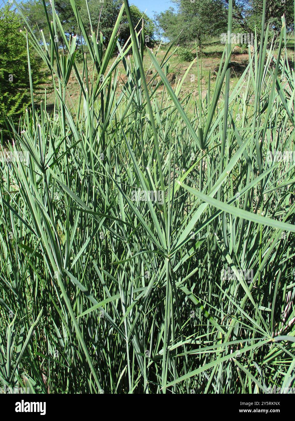 Umbrella Papyrus (Cyperus alternifolius) Plantae Stock Photo - Alamy