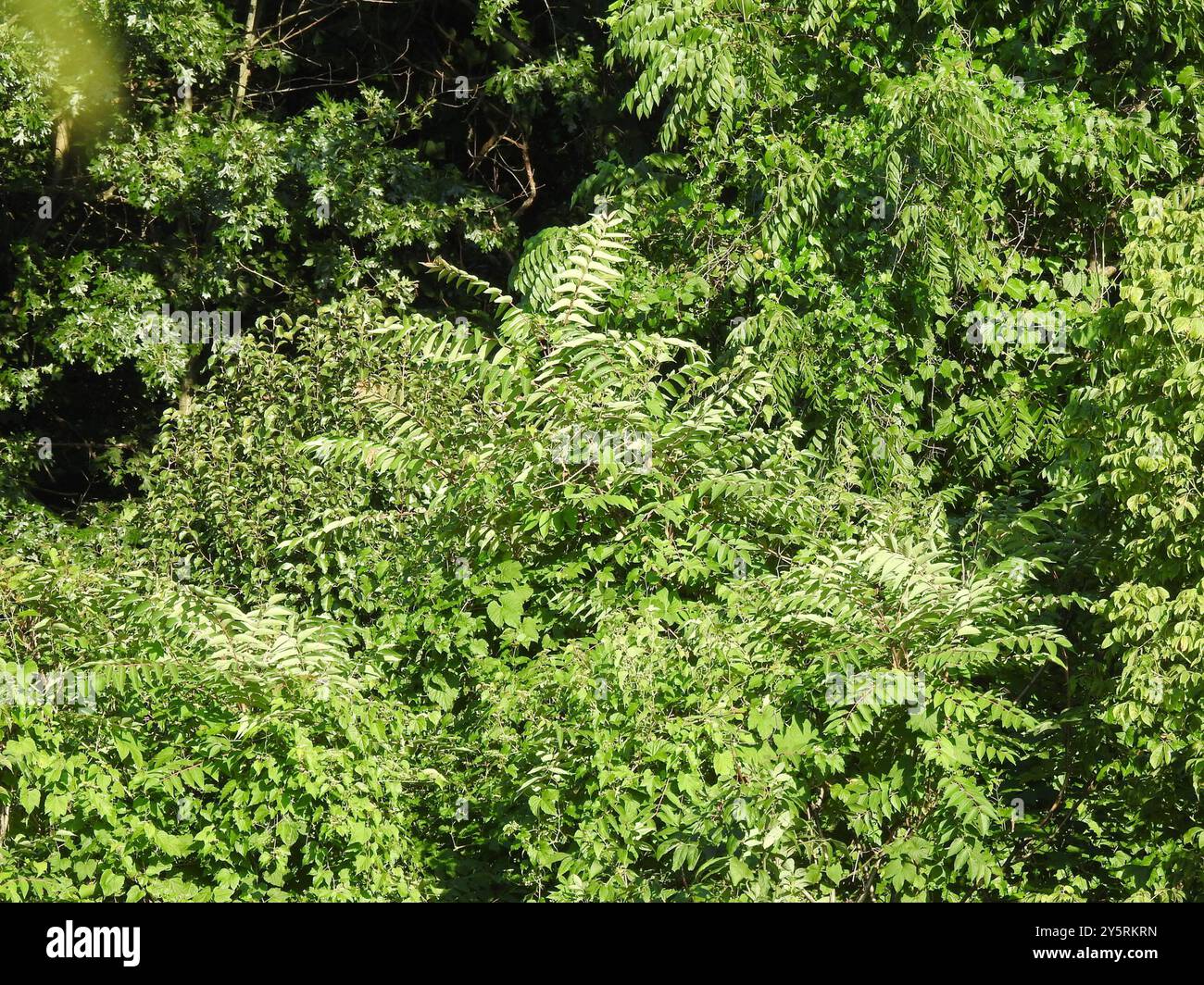 tree-of-heaven (Ailanthus altissima) Plantae Stock Photo - Alamy