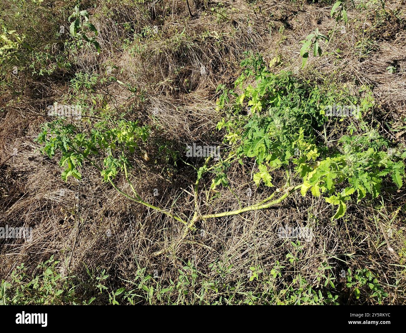 Texas Bull Nettle (Cnidoscolus texanus) Plantae Stock Photo - Alamy
