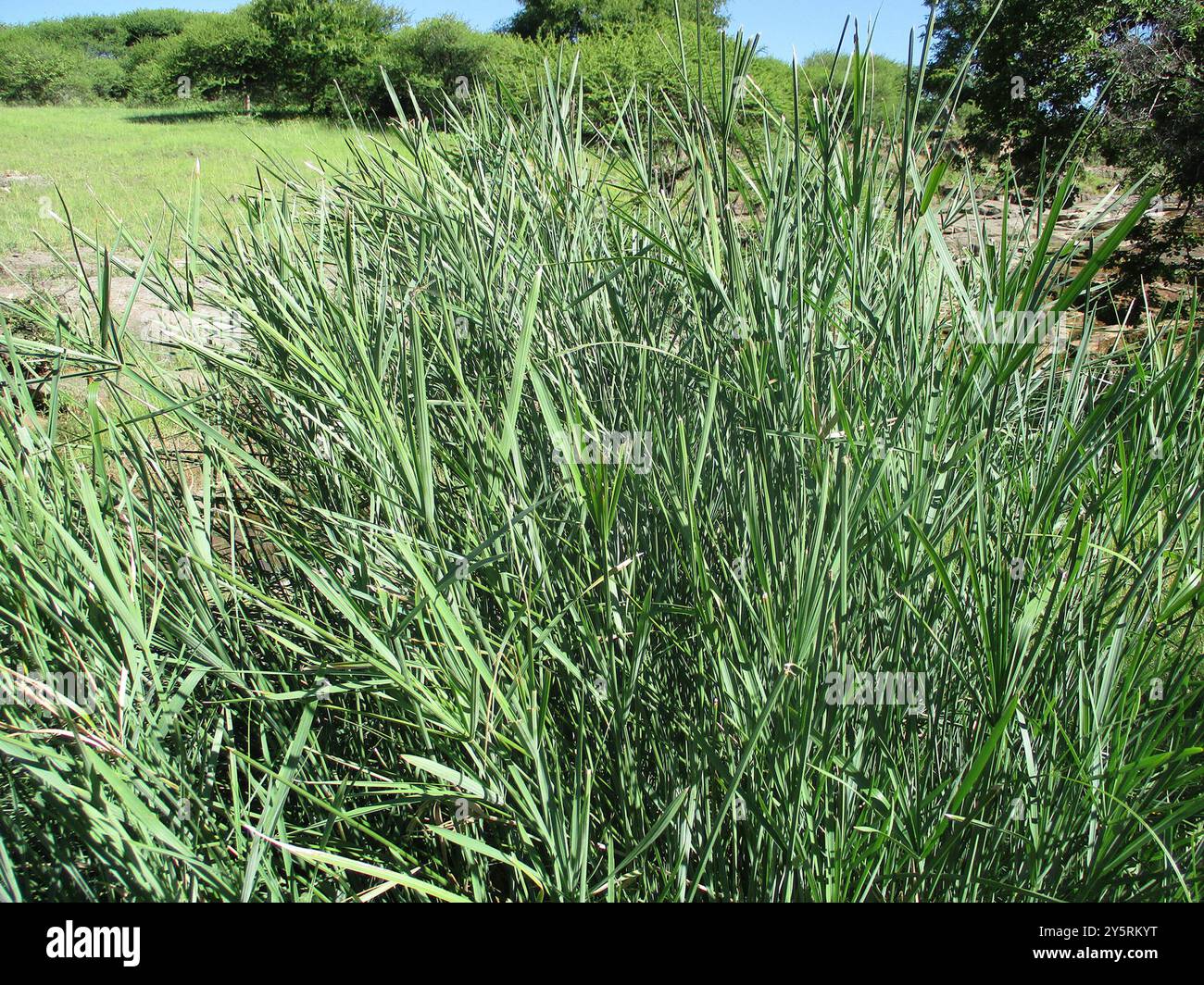 Umbrella Papyrus (Cyperus alternifolius) Plantae Stock Photo - Alamy