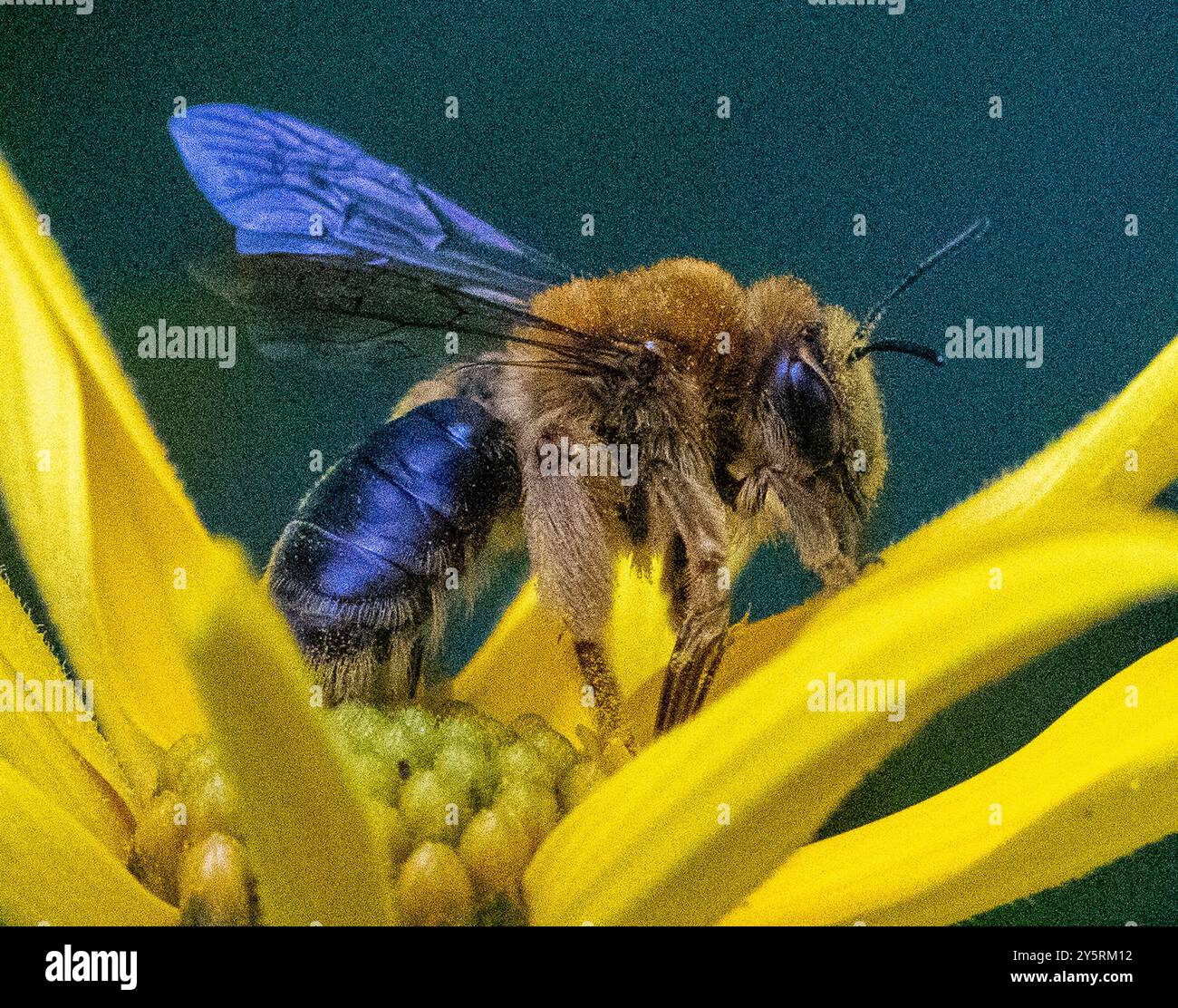 Sunflower Mining Bee (Andrena helianthi) Insecta Stock Photo - Alamy