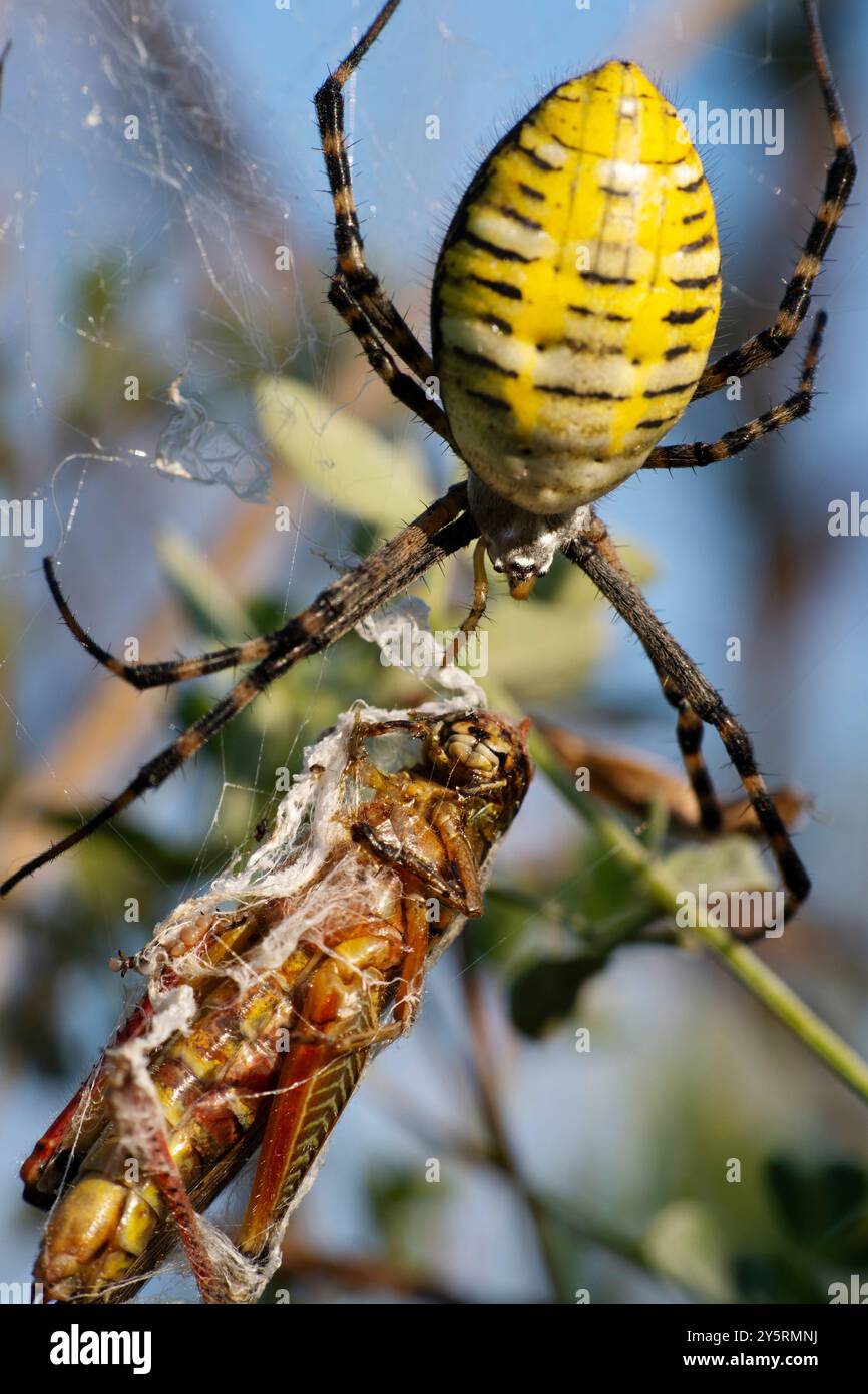 Argiope Aurantia Spider Stock Photo - Alamy