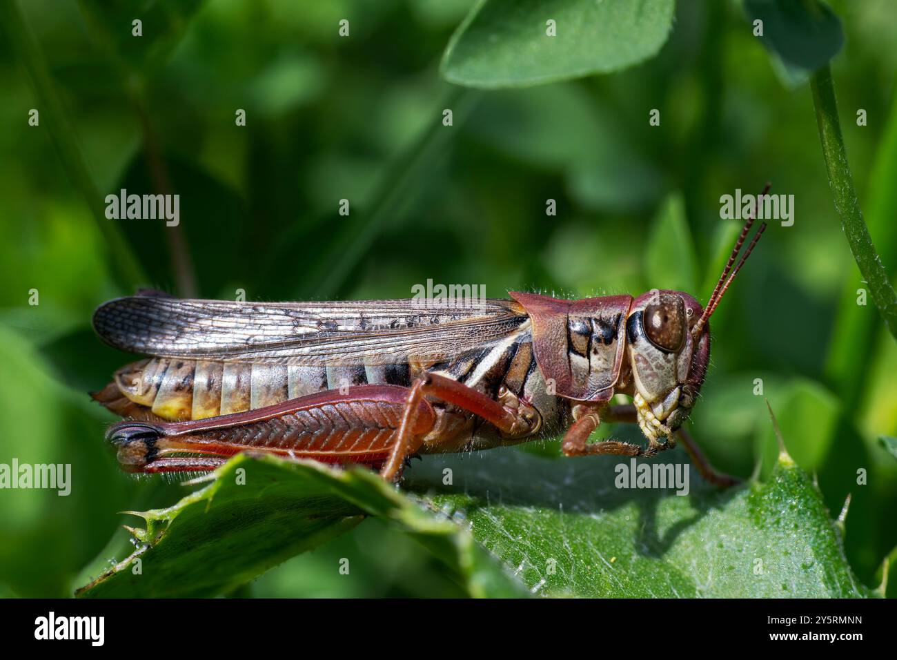 Red-legged grasshopper (Melanoplus femurrubrum Stock Photo - Alamy