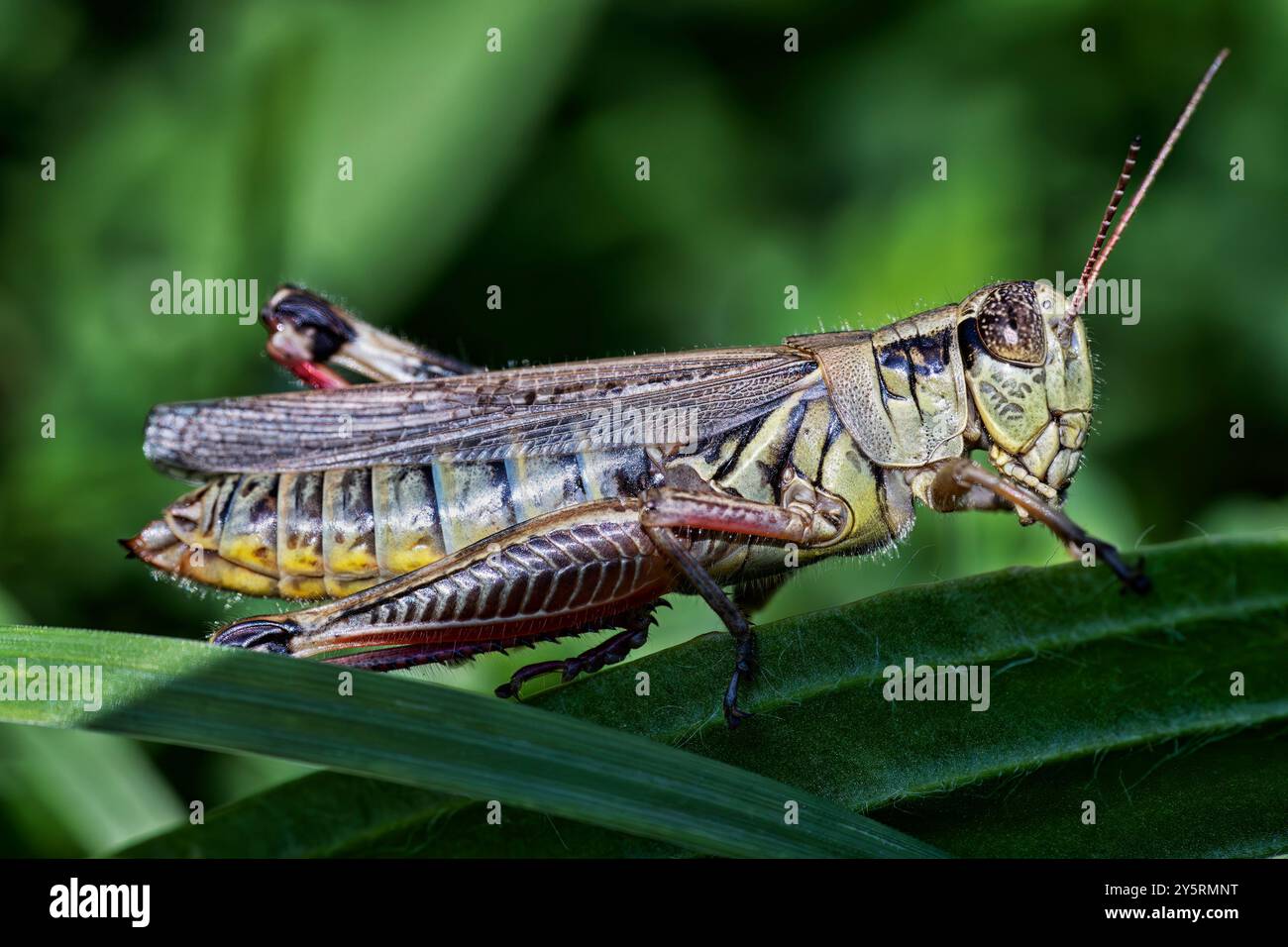 Red-legged grasshopper (Melanoplus femurrubrum Stock Photo - Alamy