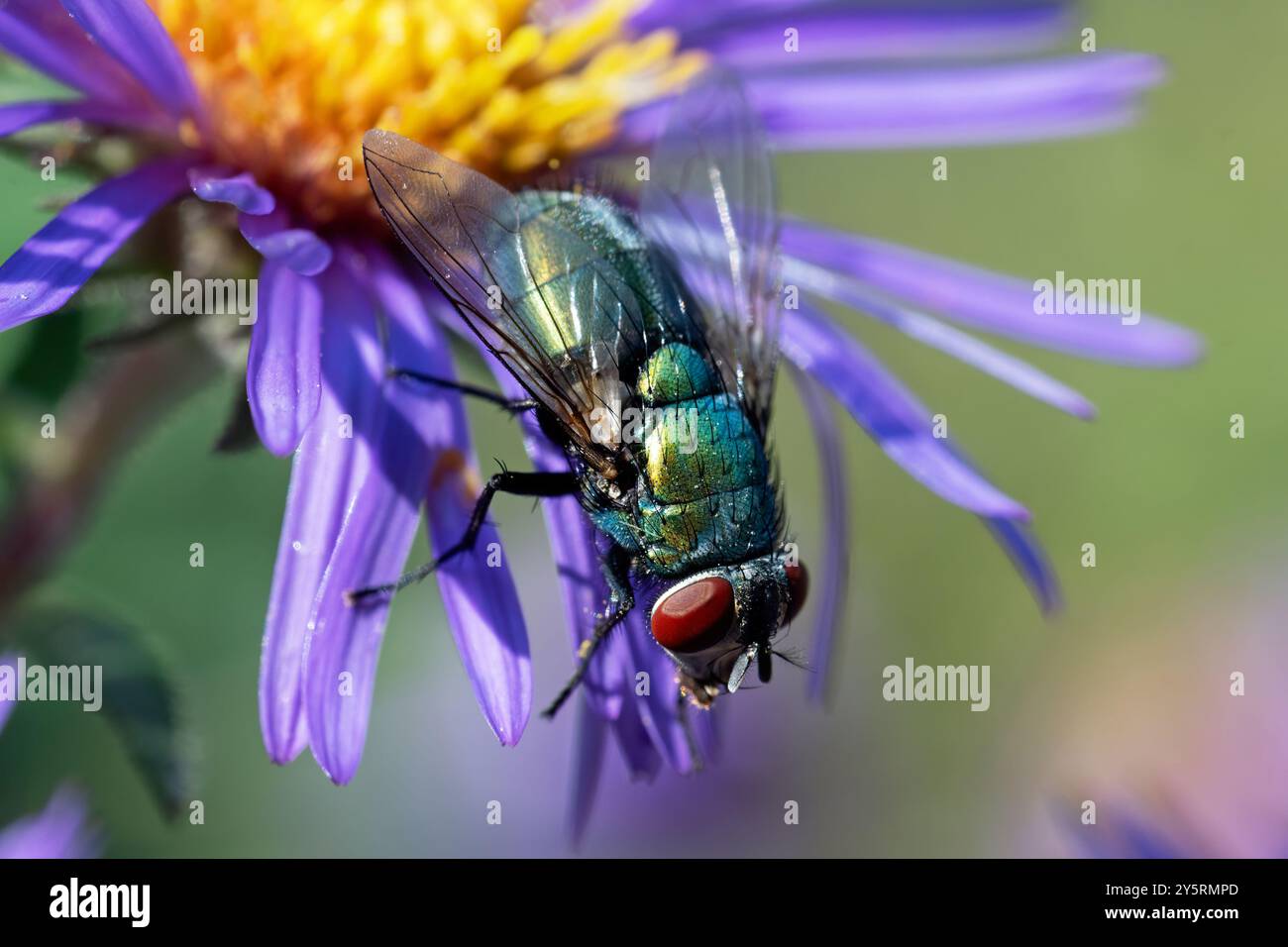 Blue Bottle Fly (Calliphora vomitoria Stock Photo - Alamy