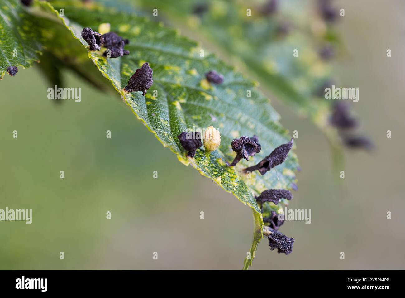 Galls on Leaves Stock Photo - Alamy