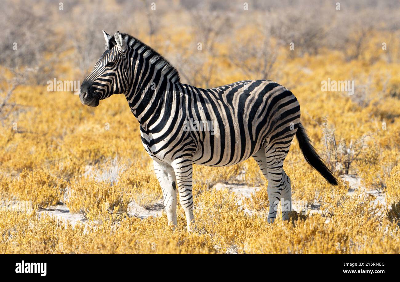 Desert-adapted zebra(s) in Namibia, Africa Stock Photo - Alamy