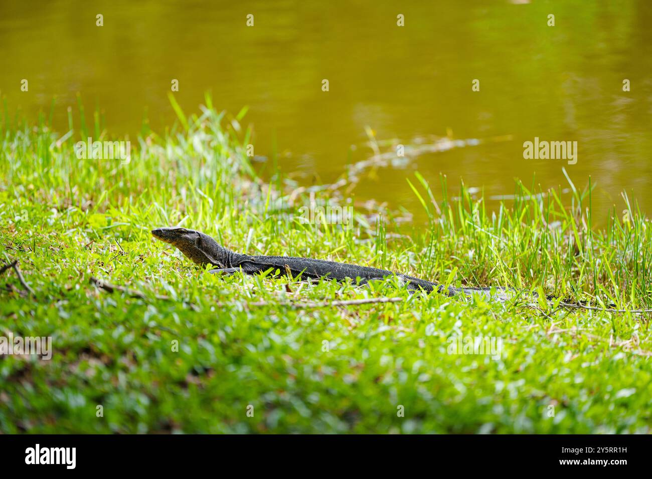 Monitor lizard in tropical forest. Rainforest wildlife. Reptile in ...