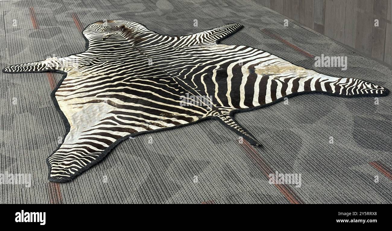 Real zebra hide rug at the taxidermy store is used & soiled on sections ...