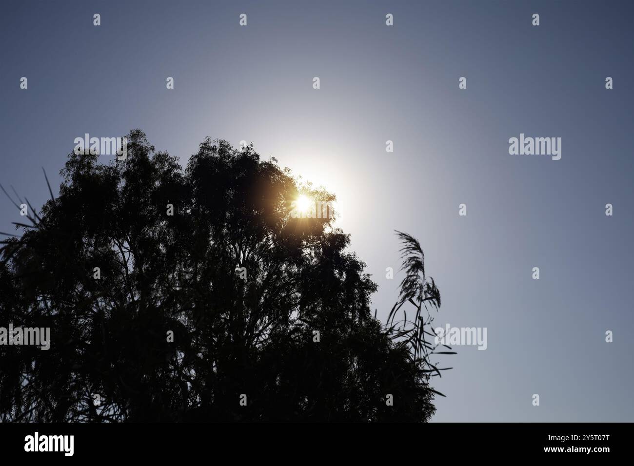 The sun peeks through the branches and leaves of a tree, creating a ...