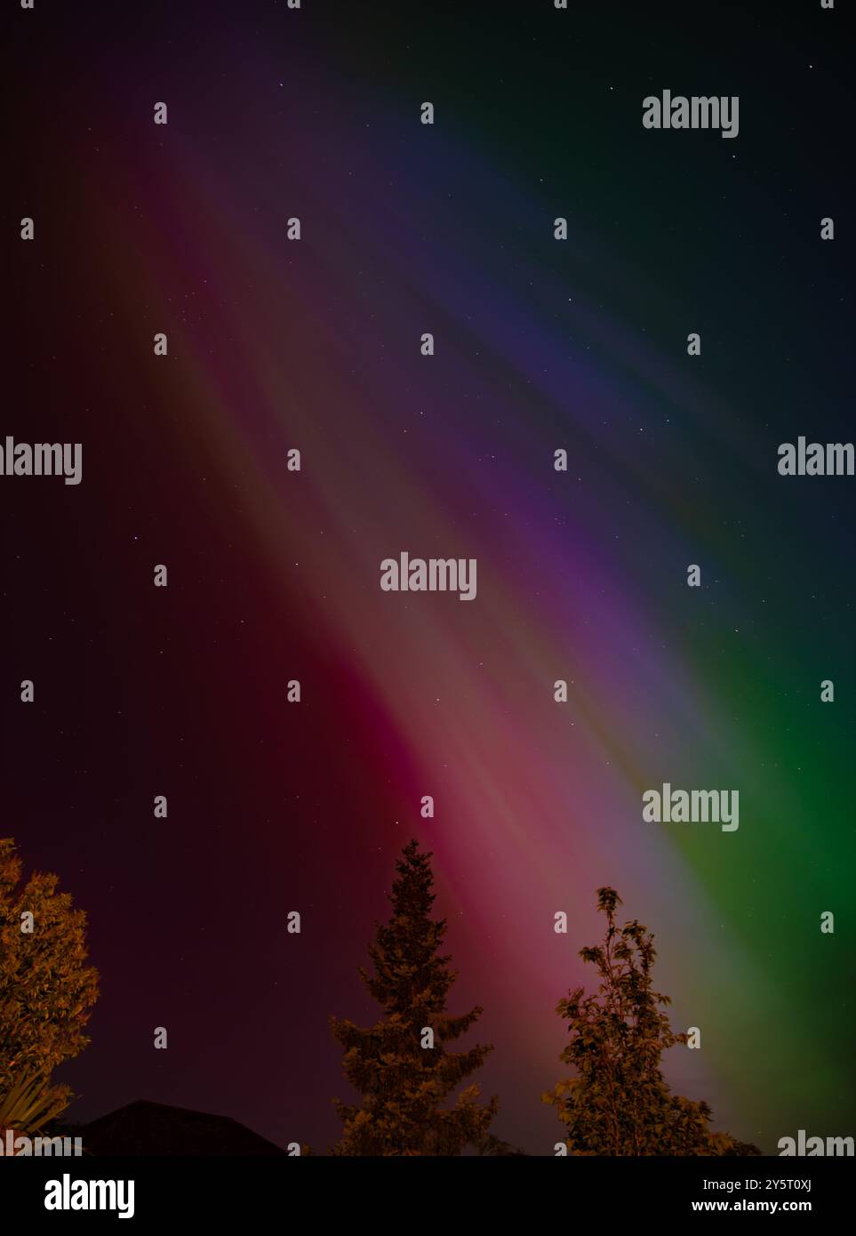 Green, pink and purple Northern Lights on the night sky. Aurora ...