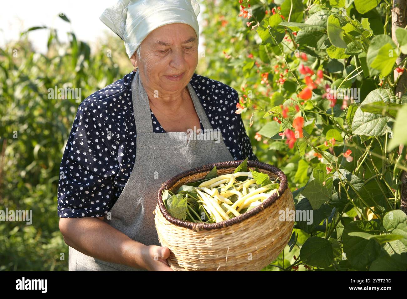 Senior farmer picking fresh pea pods outdoors Stock Photo - Alamy