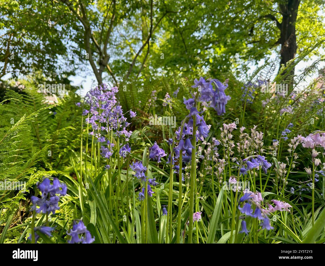Beautiful hyacinthoides flowers growing in botanical garden Stock Photo ...