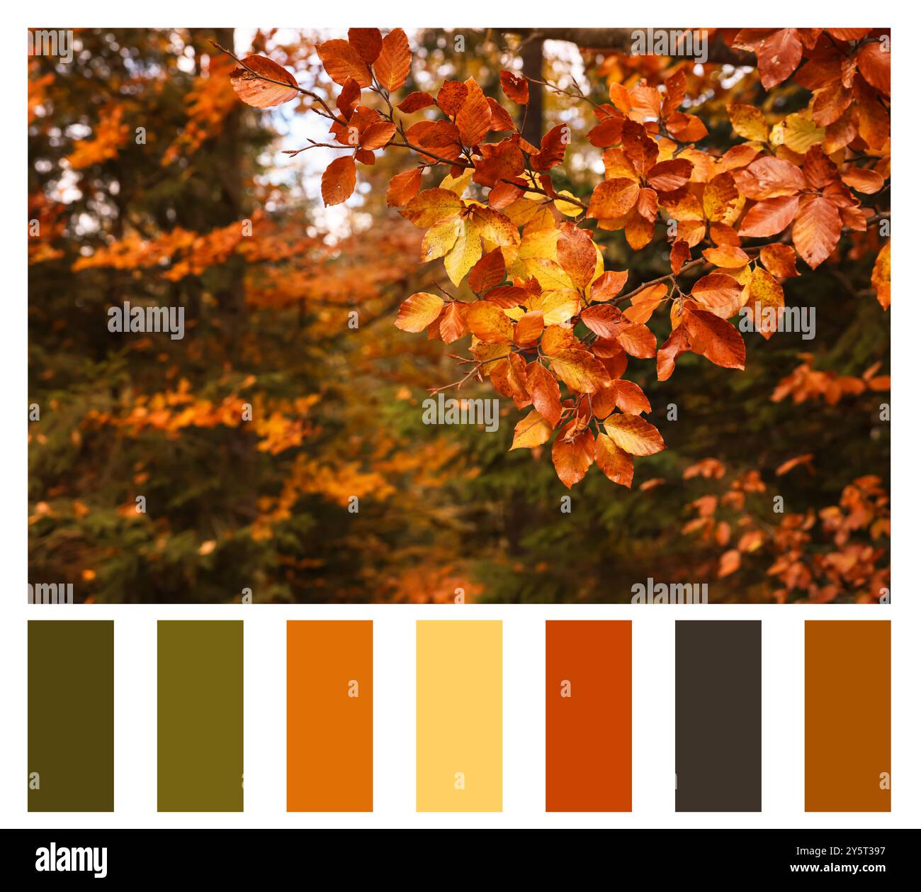 Shades of autumn. Picture of tree branch with golden leaves in forest ...