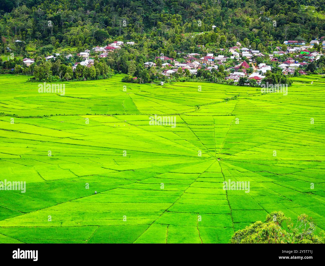 Spider web rice fields in Lodok Cara village in Flores island, East ...