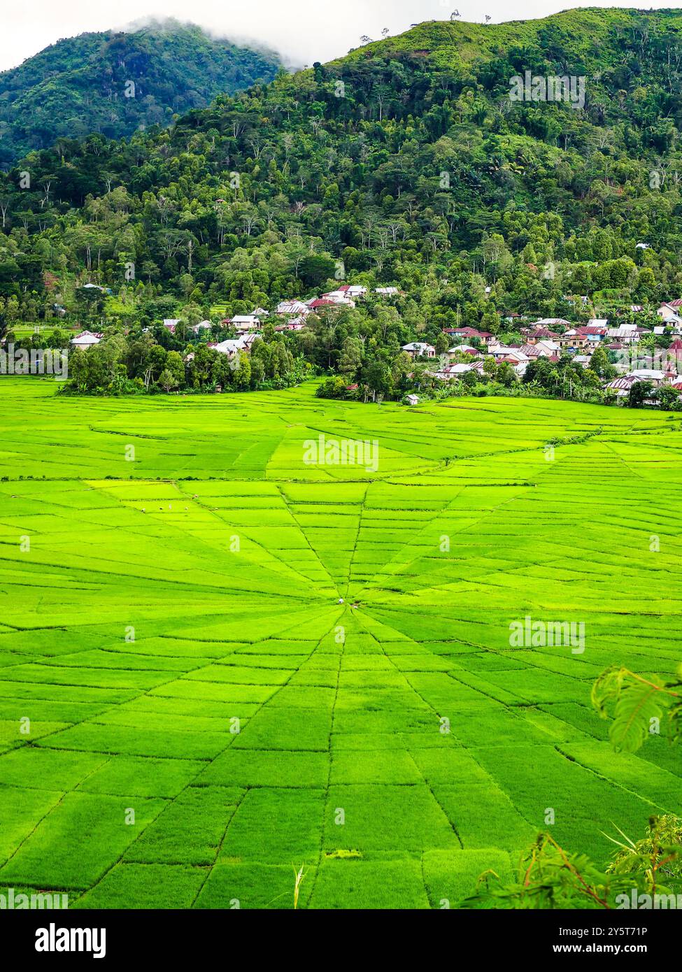 Spider web rice fields in Lodok Cara village in Flores island, East ...