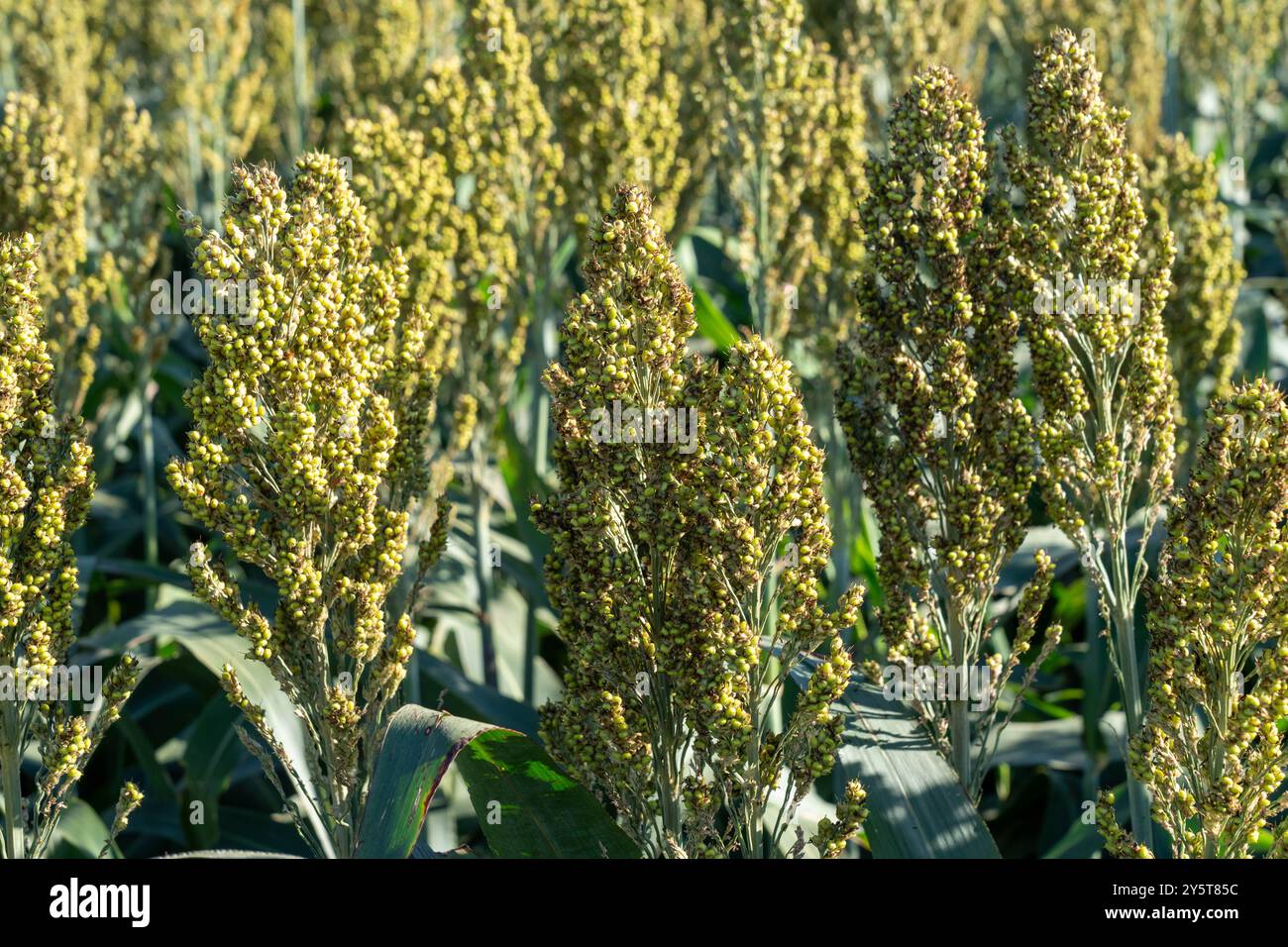 Mature growth sorghum hi-res stock photography and images - Alamy