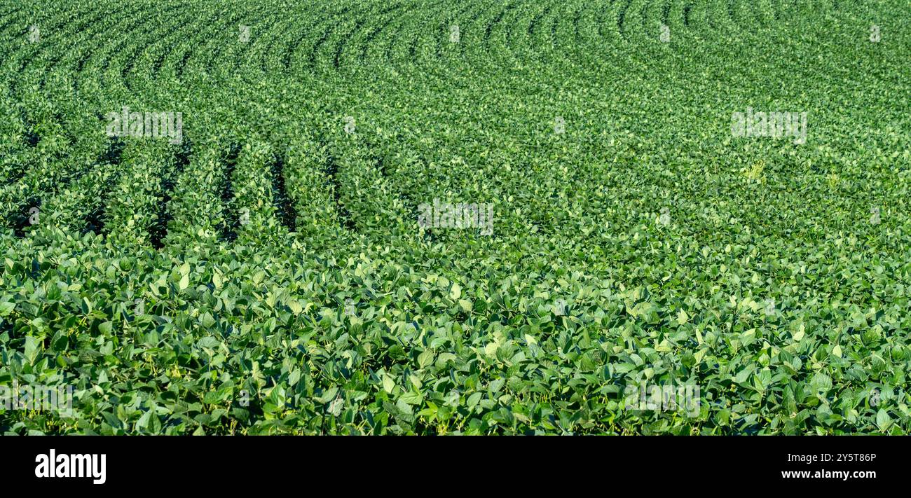 A vast green soybean field with rows of plants stretching into the ...