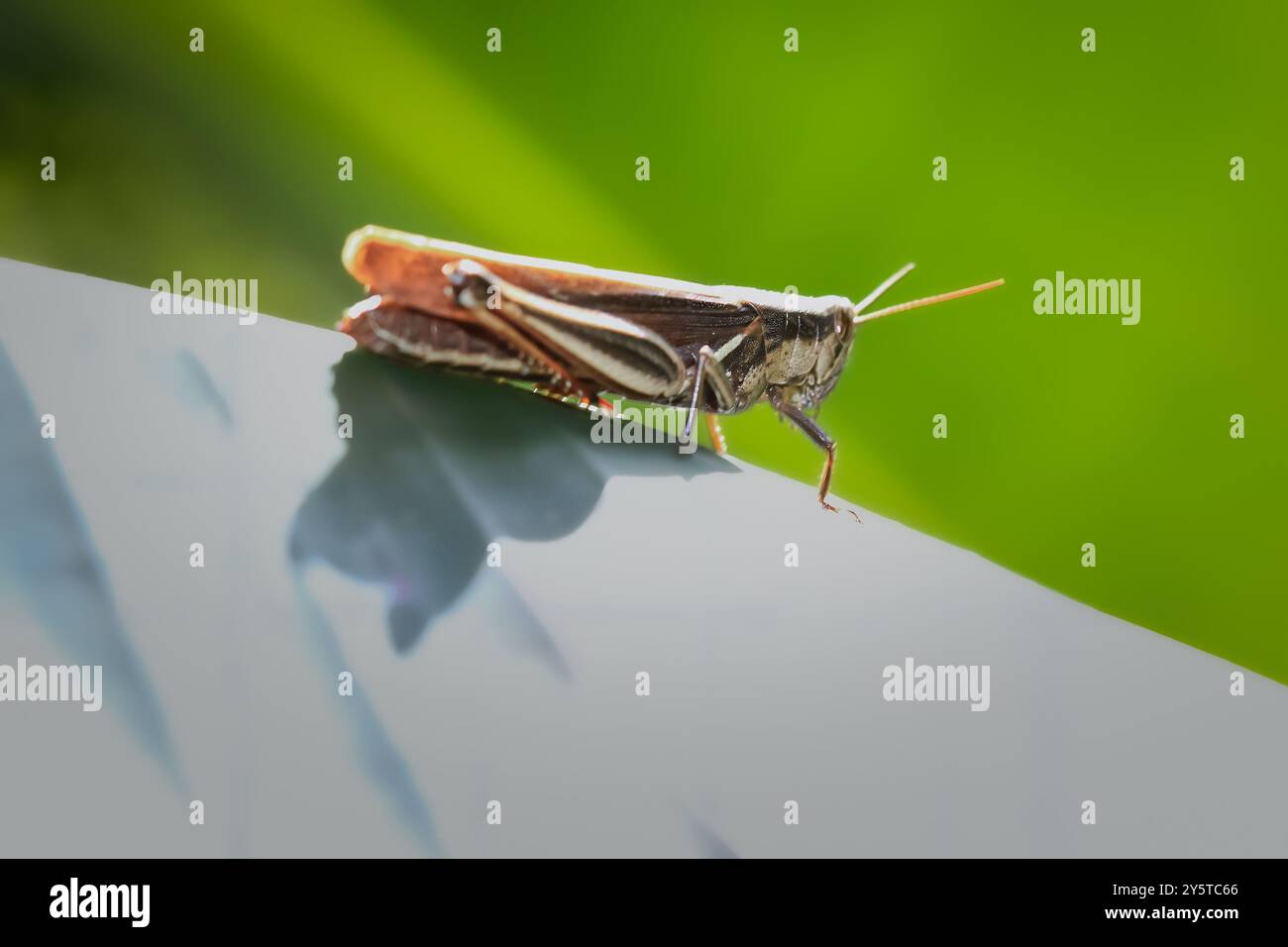 A macro photograph of a brown grasshopper perched on a leaf. The insect ...