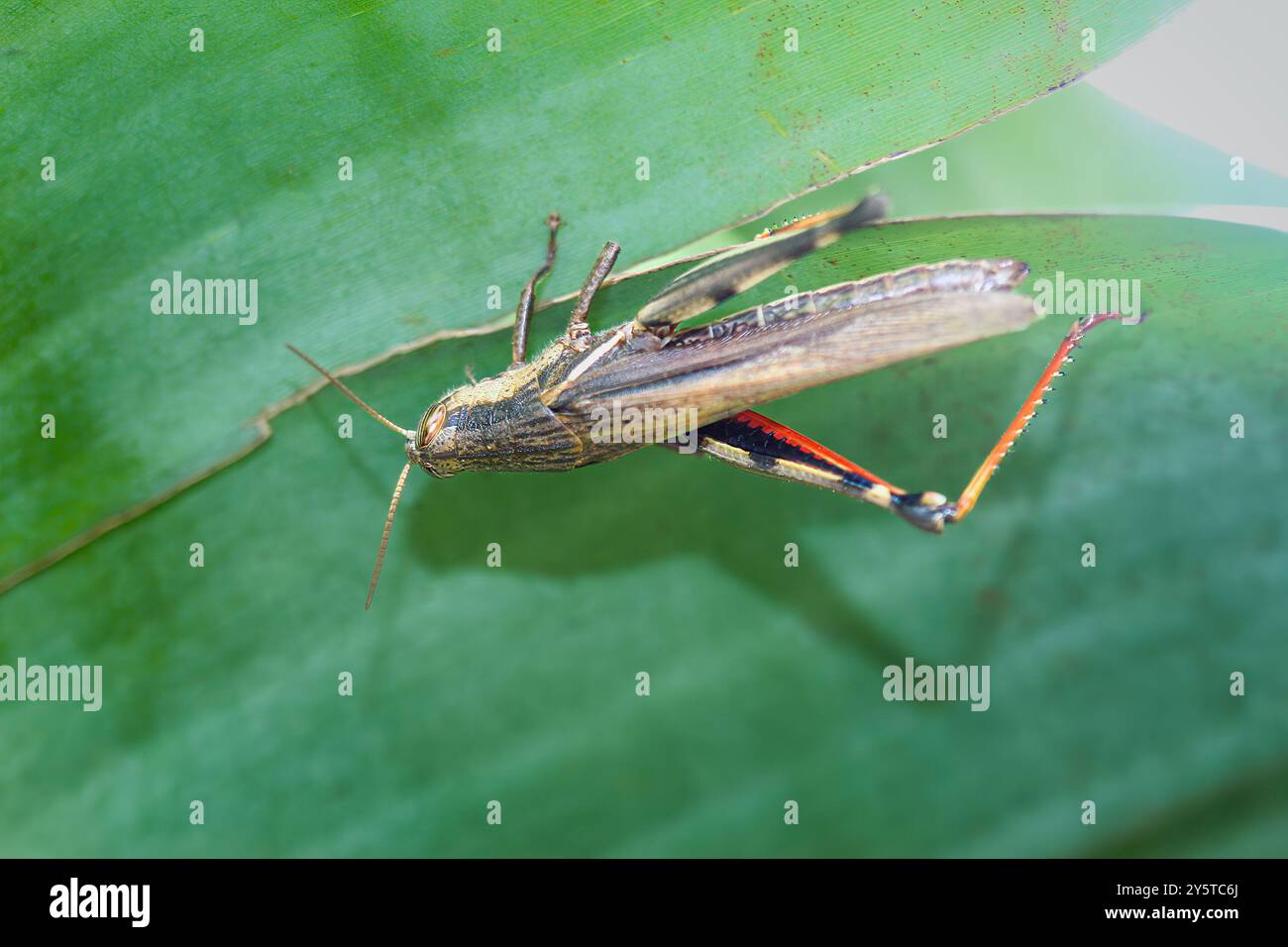 A close-up of a brown grasshopper hanging upside down from a green leaf ...