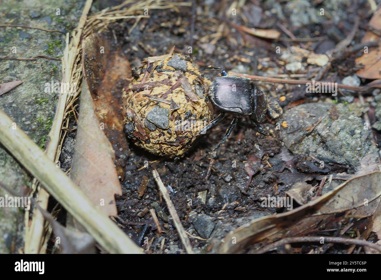 A dung beetle is diligently rolling a ball of dung, a common behavior ...