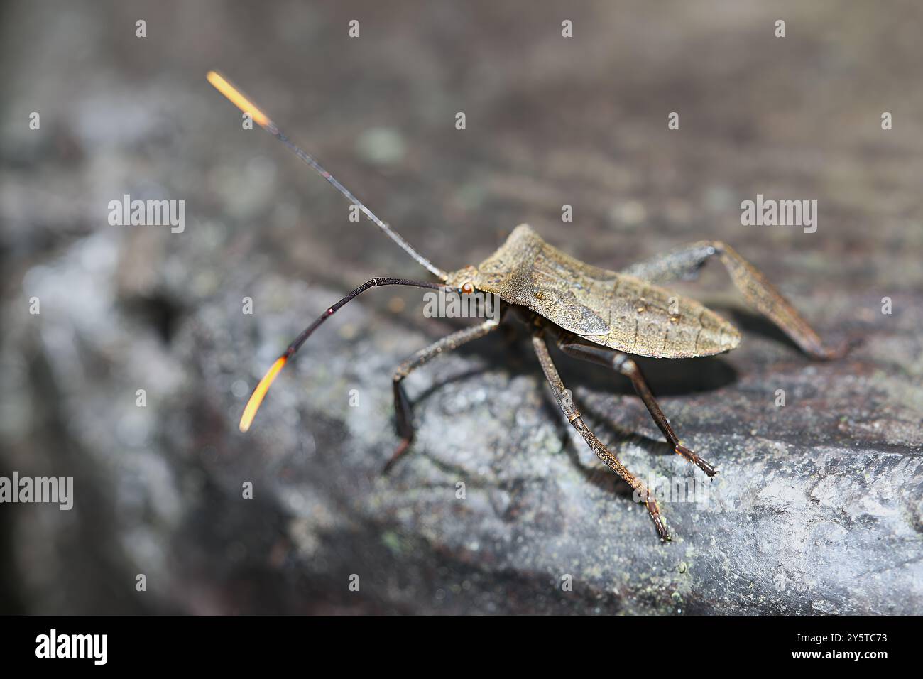 A detailed macro photograph of a Yellow-Legged Leaf-Footed Bug (Mictis ...