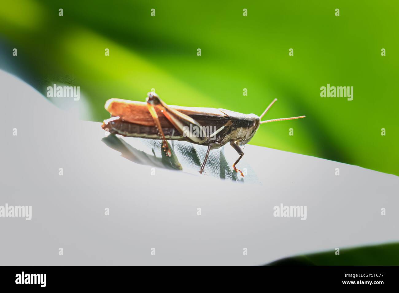 A macro photograph of a brown grasshopper perched on a leaf. The insect ...