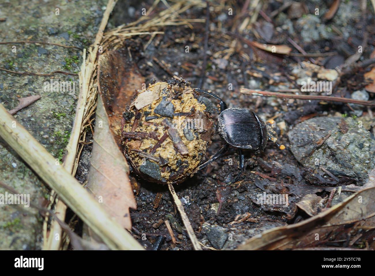 A dung beetle is diligently rolling a ball of dung, a common behavior ...