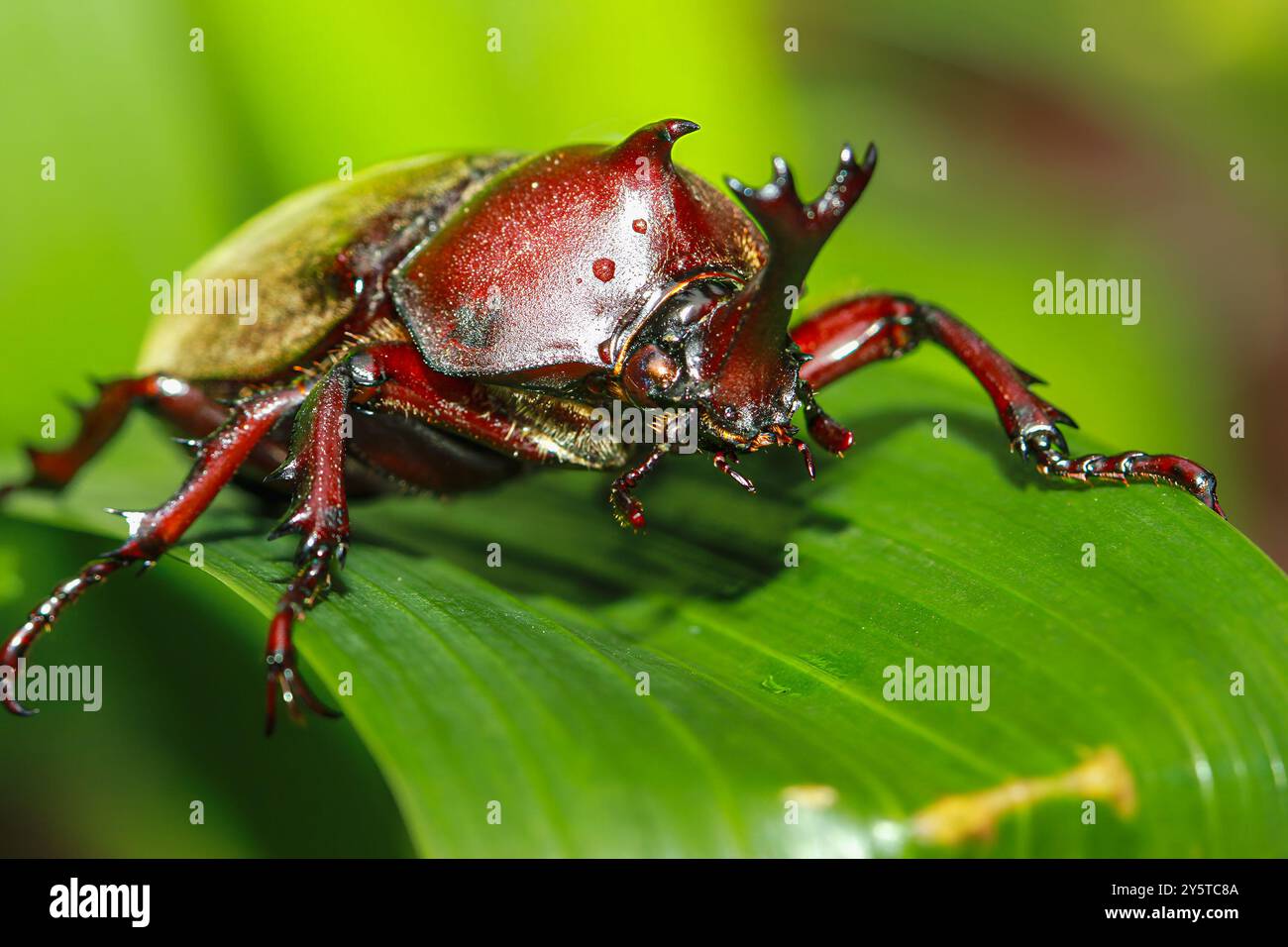 A close-up of a brightly colored male rhinoceros beetle perched on a ...