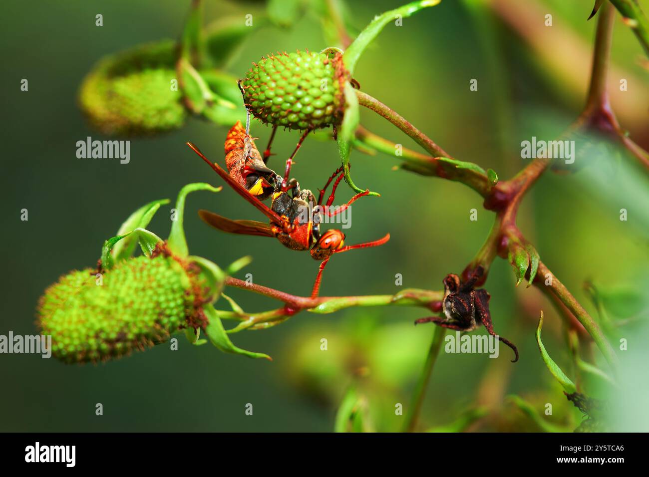 Black coloration contrasted hi-res stock photography and images - Alamy