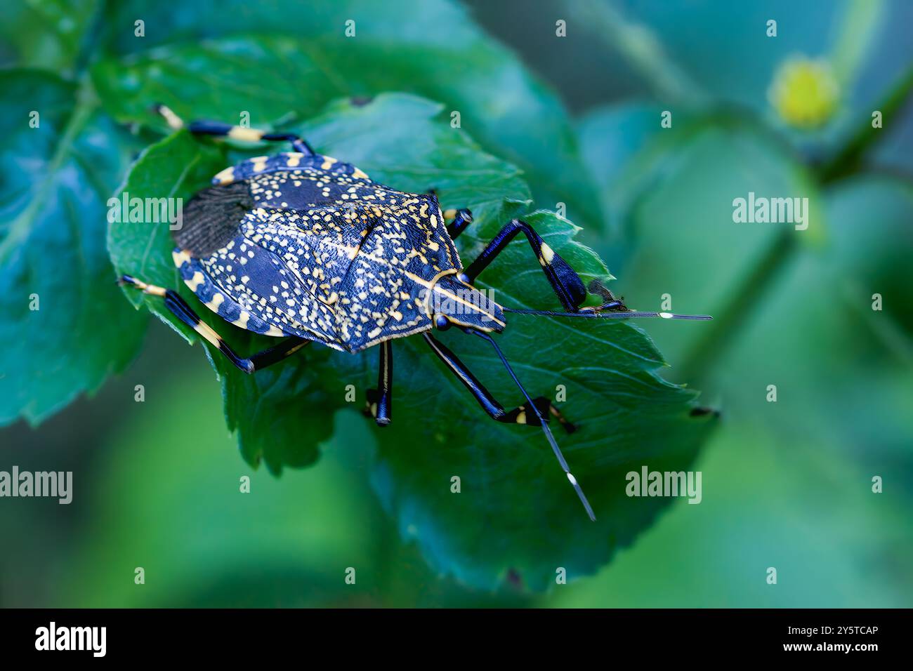 Showcasing striking black markings hi-res stock photography and images ...