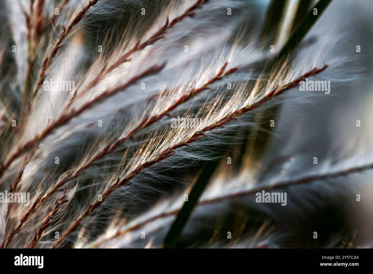 A delicate cluster of white reed flowers is captured in close-up. The ...