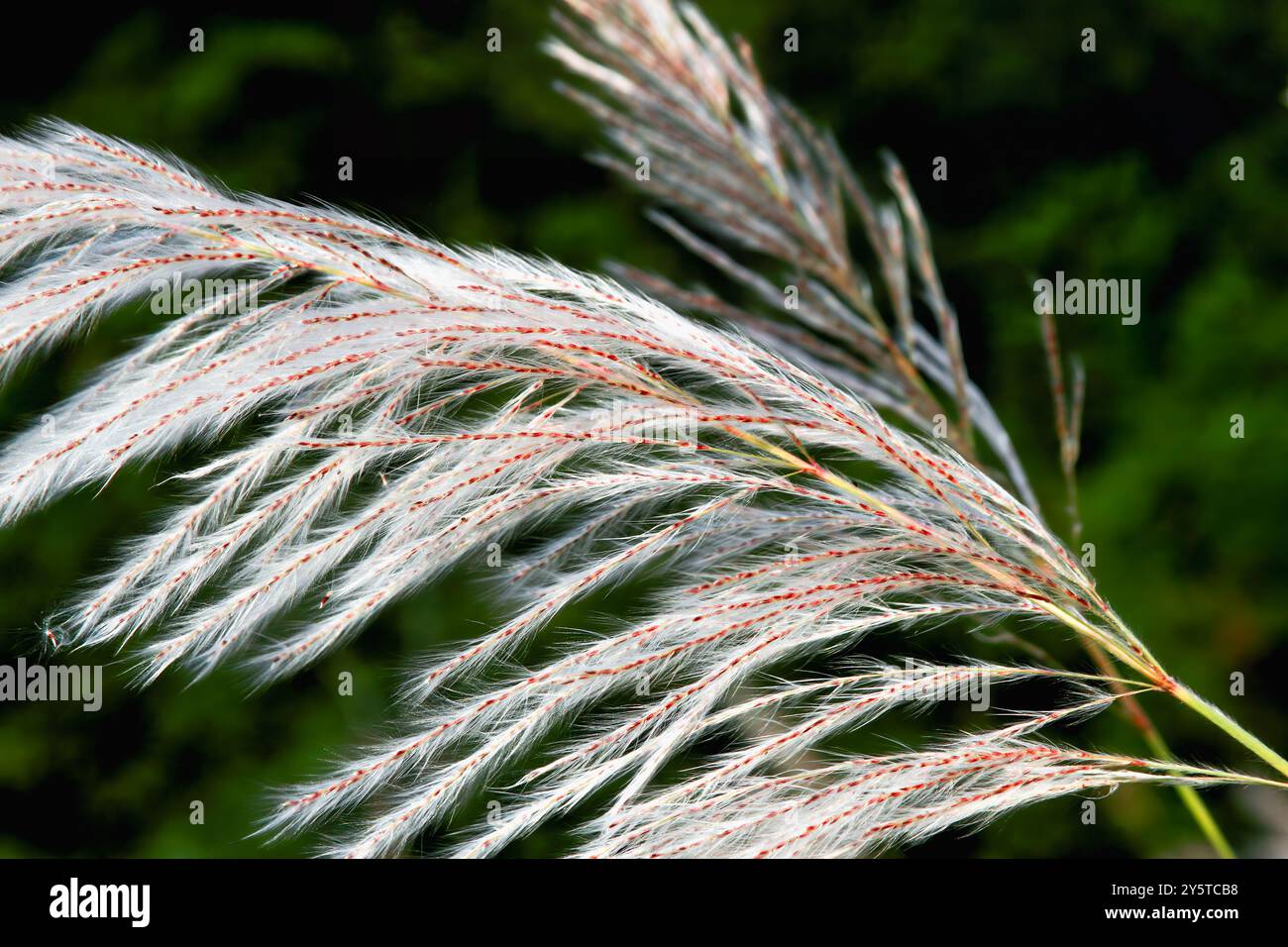 A delicate cluster of white reed flowers is captured in close-up. The ...