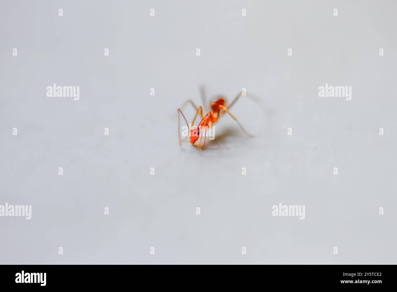 A single red ant is captured in a moment of action on a plain white ...