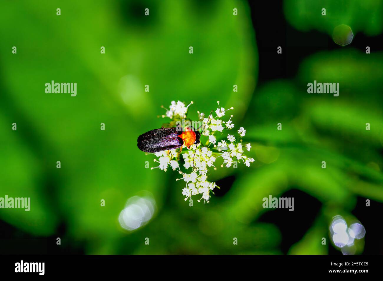 A vibrant red-necked firefly (Luciola kagiana) is perched on delicate ...