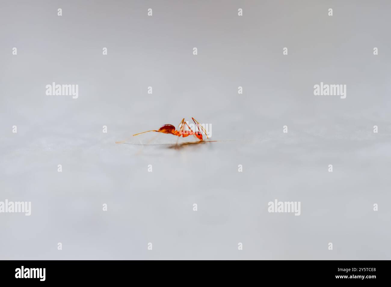 A single red ant is captured in a moment of action on a plain white ...