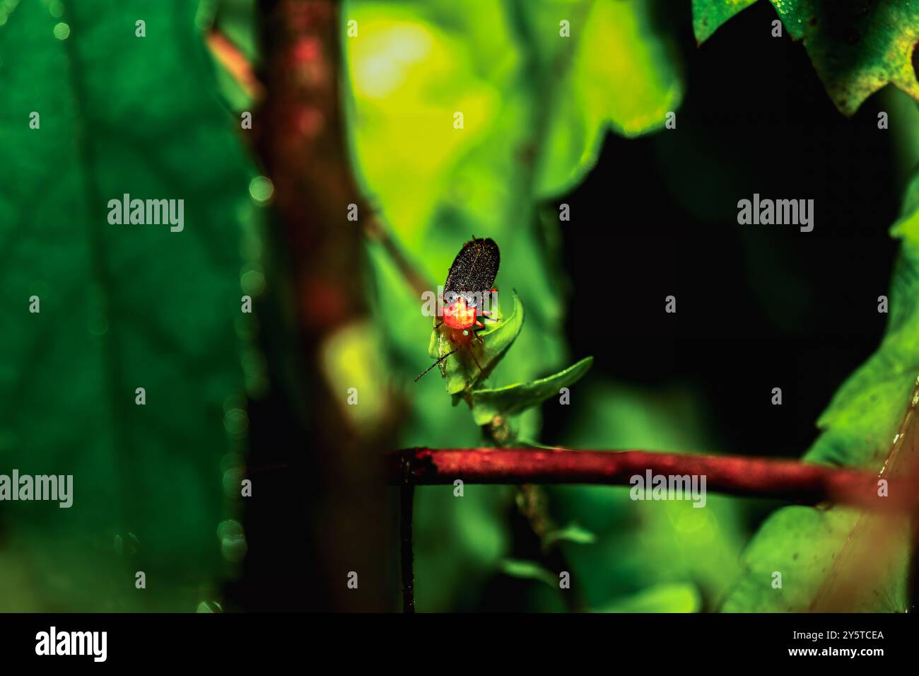 Kagiana hi-res stock photography and images - Alamy