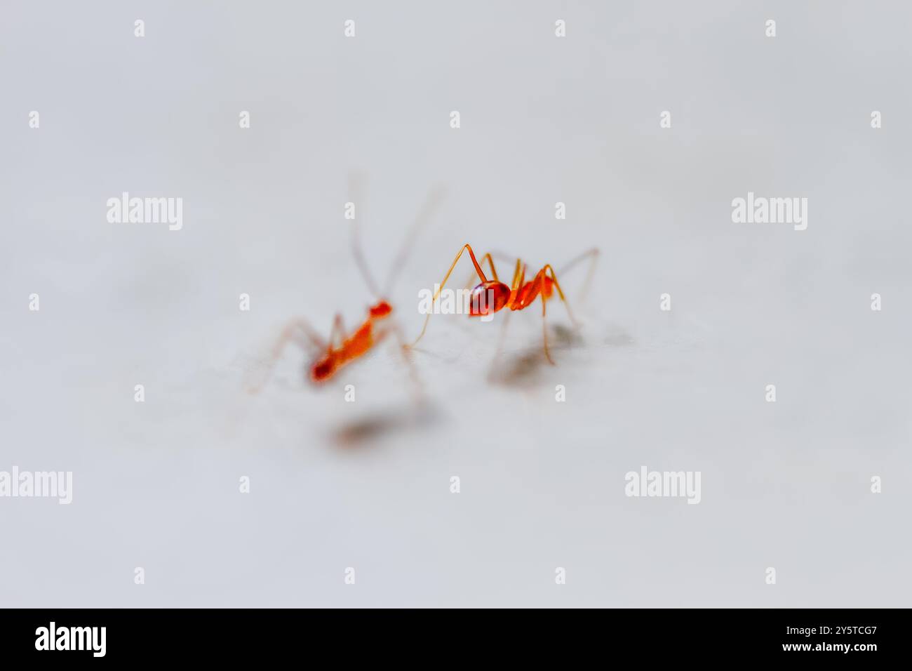 A single red ant is captured in a moment of action on a plain white ...