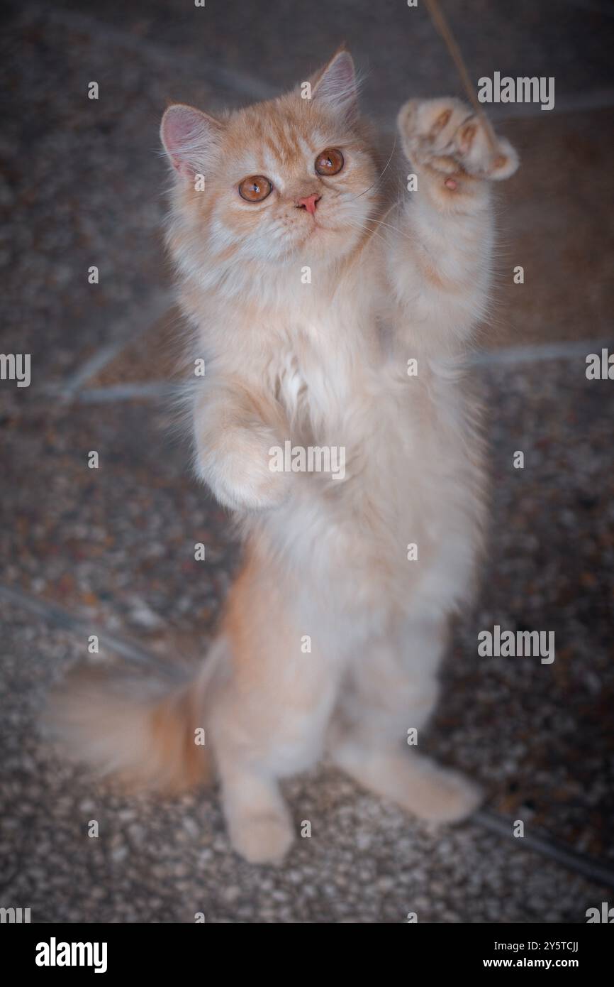 Playful Ginger Persian Cat in Action: Capturing the Elegance and Charm ...