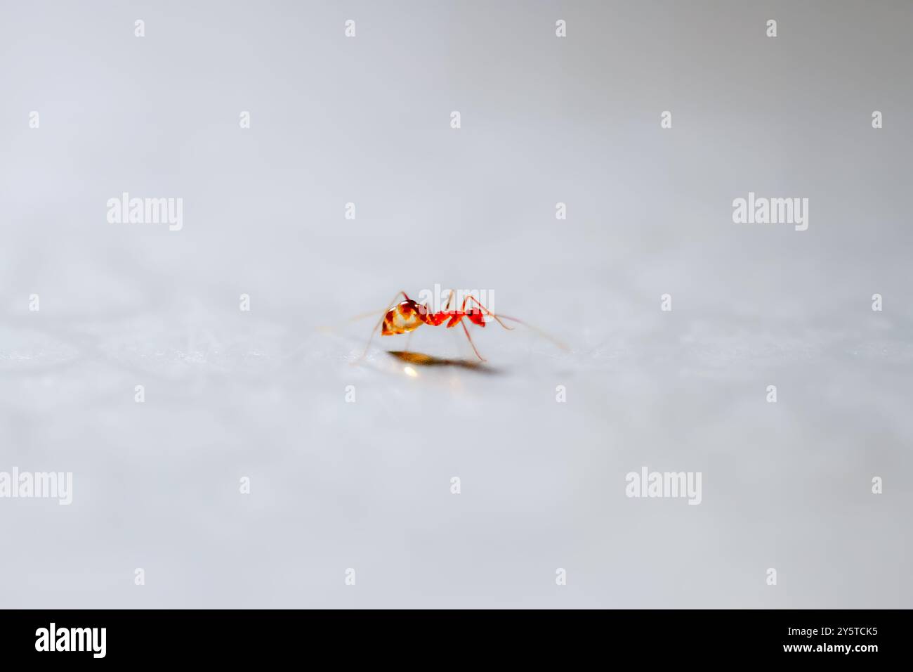 A single red ant is captured in a moment of action on a plain white ...