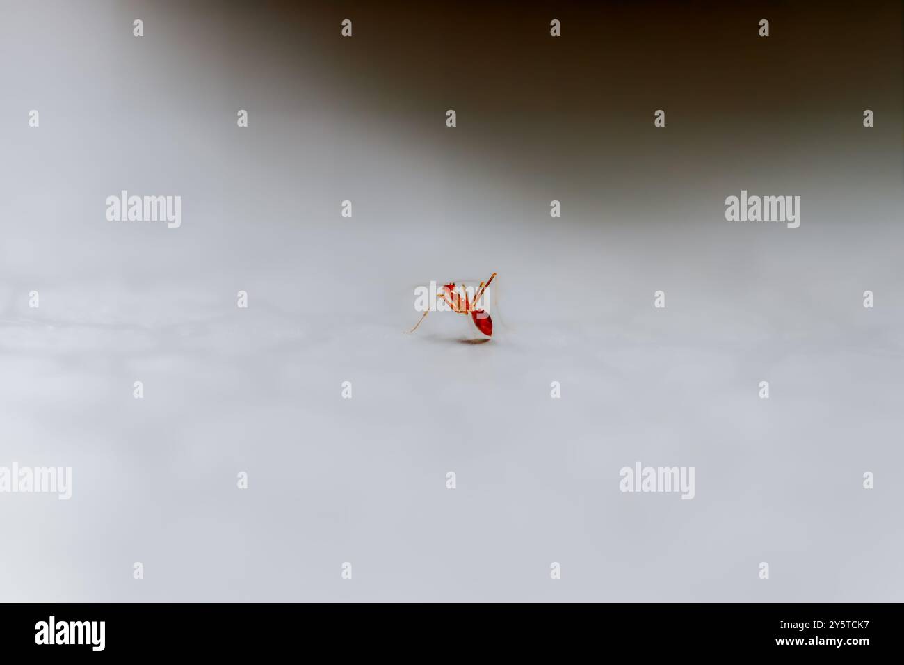 A single red ant is captured in a moment of action on a plain white ...