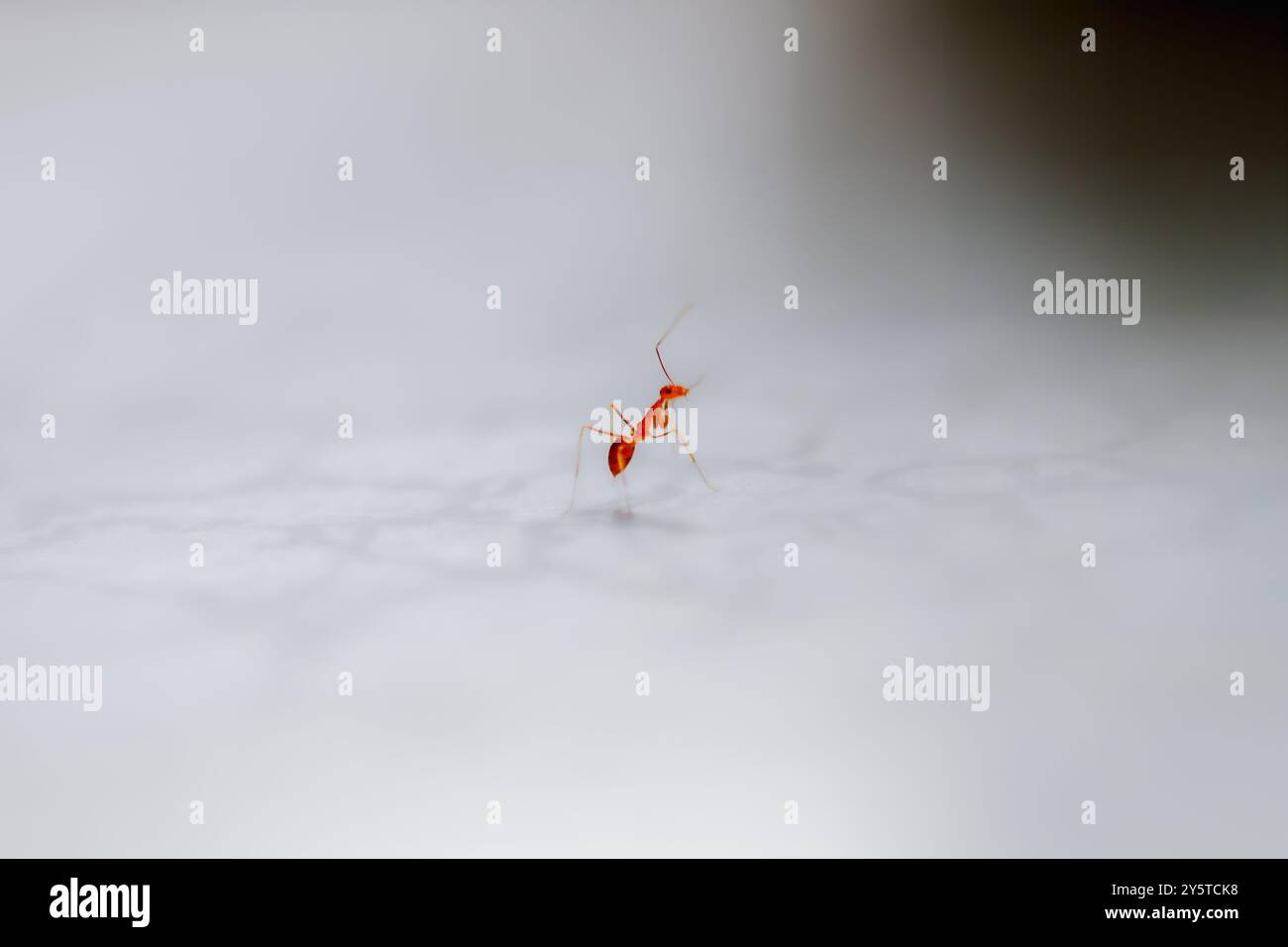 A single red ant is captured in a moment of action on a plain white ...